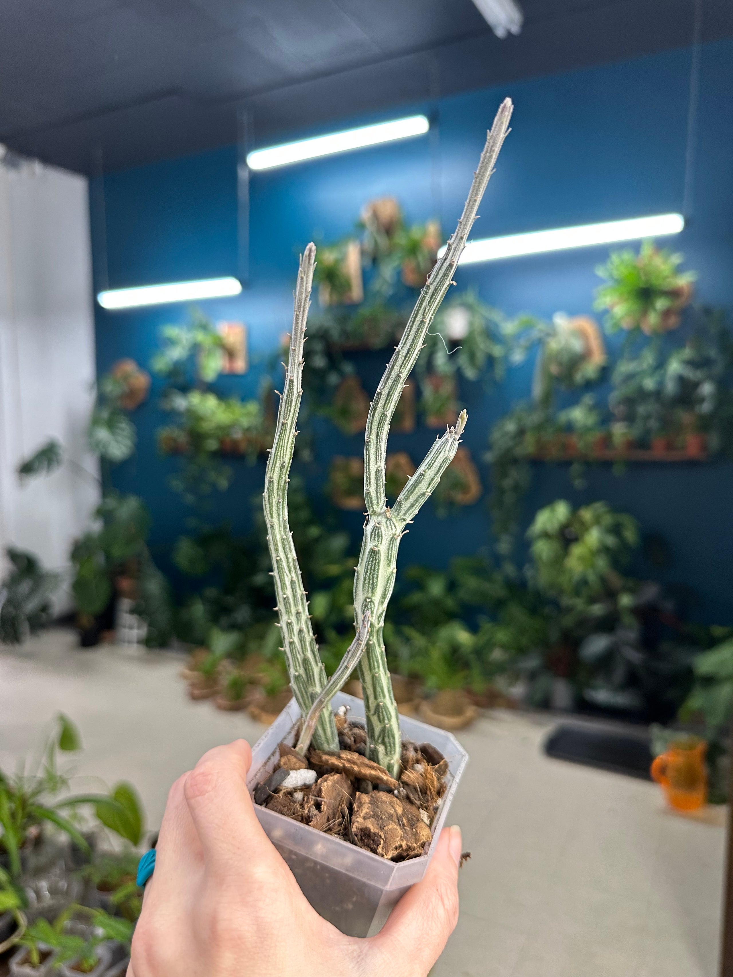 Pickle Cactus | Odd Flora by Jesca Jaymes