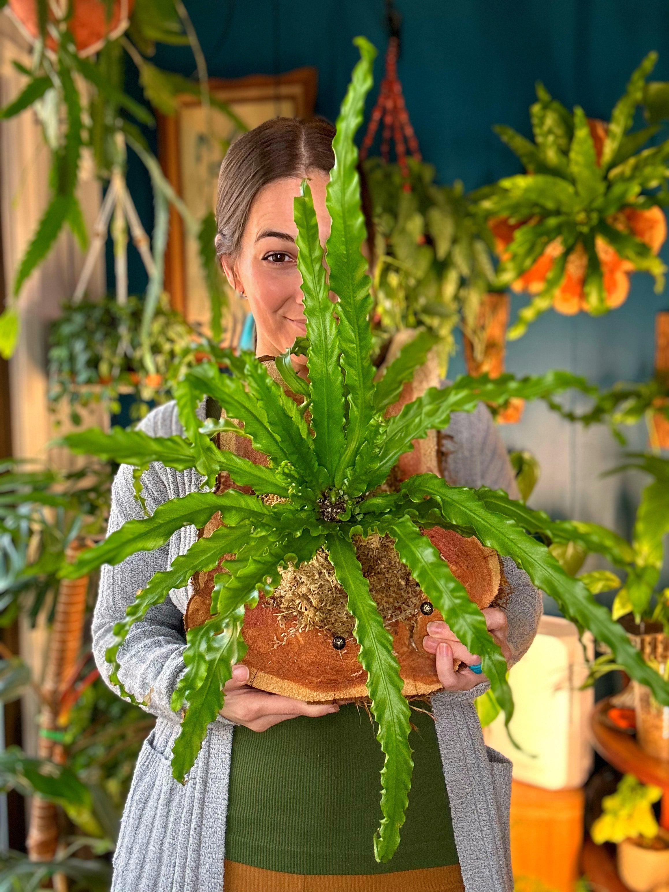 Mounted Living Art- Bird's Nest Victoria | Odd Flora by Jesca Jaymes